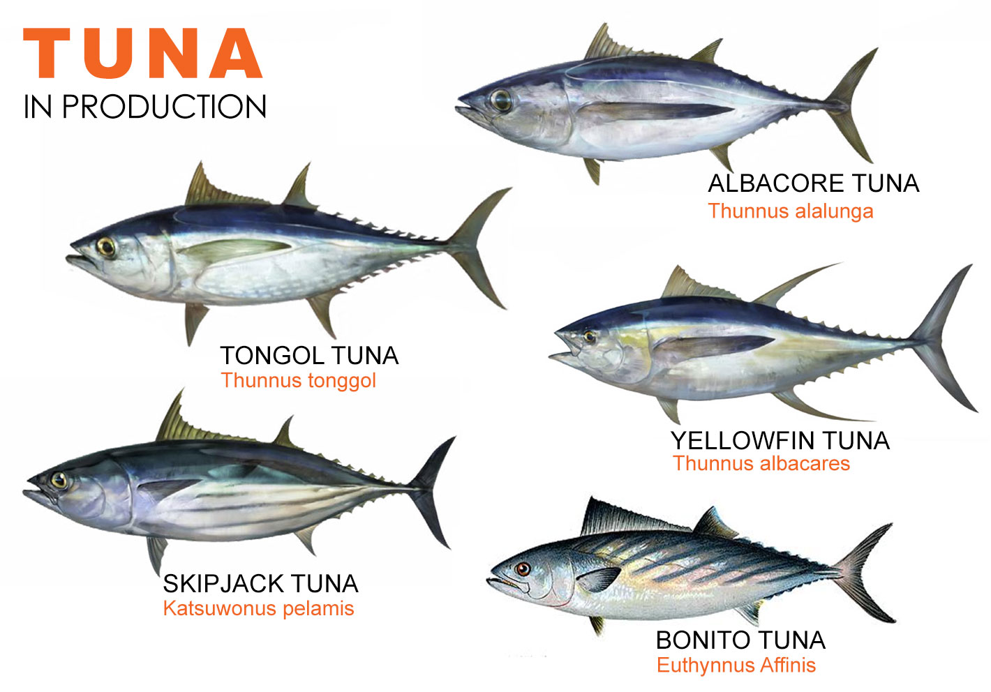 Type of Canned Tuna - SANDSTONETHAILAND CANNED FOODS AND BEVERAGE