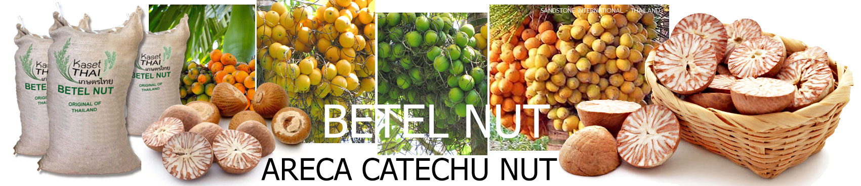 ARECA CATECHU BETEL NUT - SANDSTONETHAILAND CANNED FOODS AND BEVERAGE